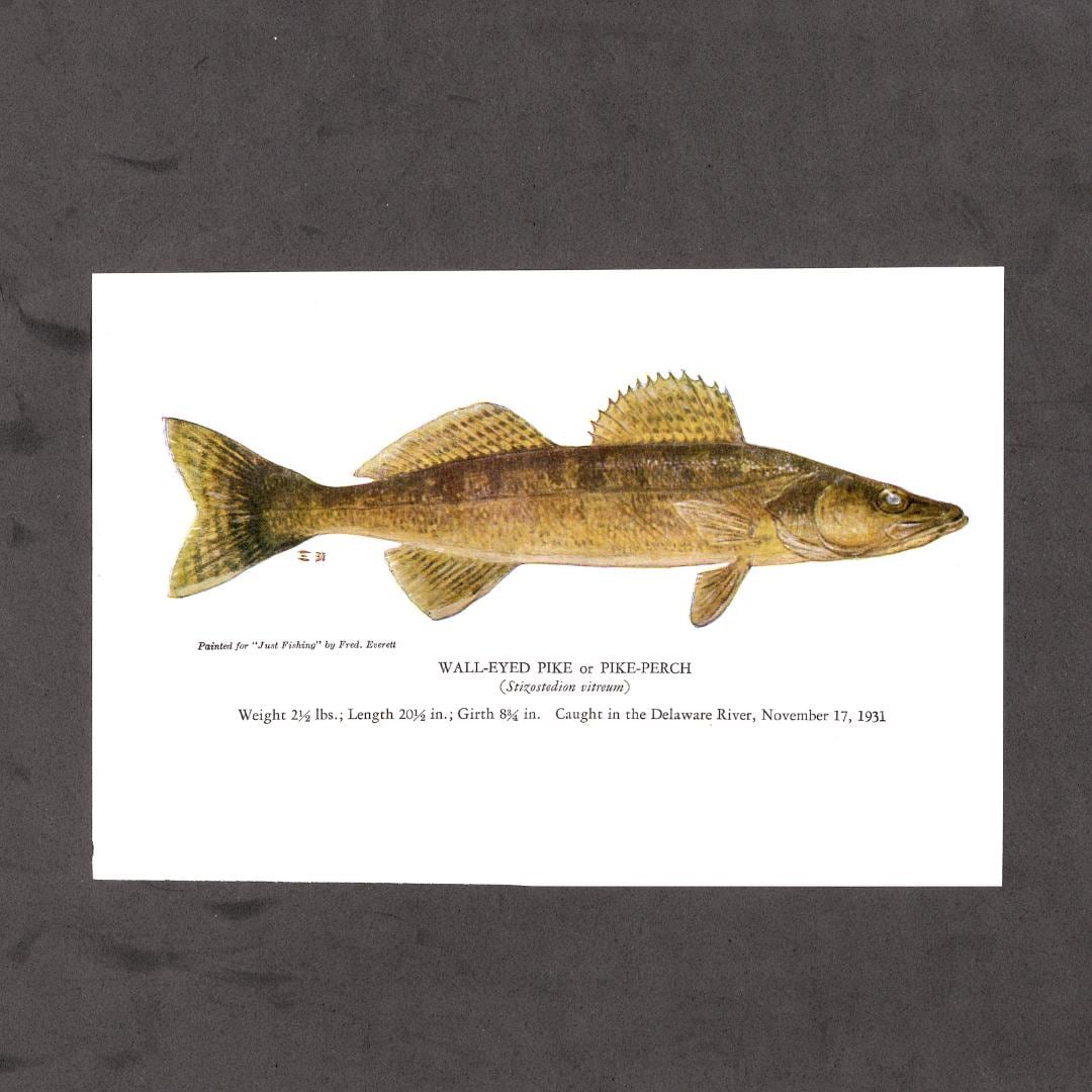 Original Book Print of a Walleye From the Book Just Fishing Published ...