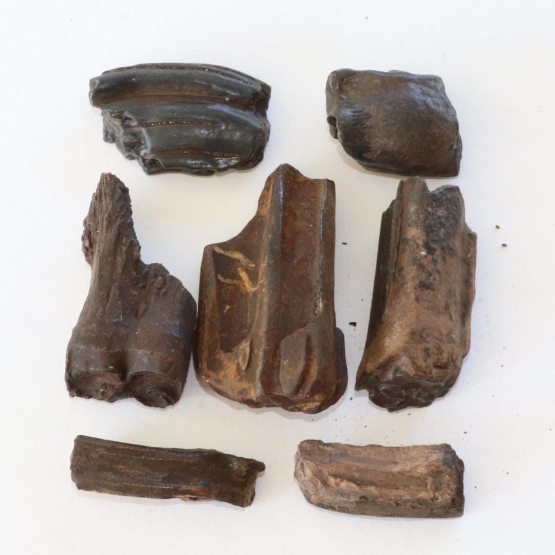 Lot of 7 Pleistocene Fossil Horse Teeth From Florida, Extinct Species ...