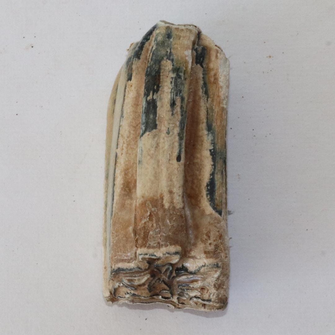 Genuine Pleistocene Fossil Horse Tooth From Florida, Extinct Species ...