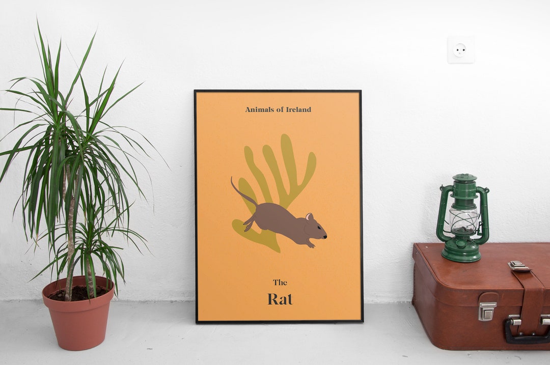 Rat Illustration Print, Irish Animal Wall Art - Etsy