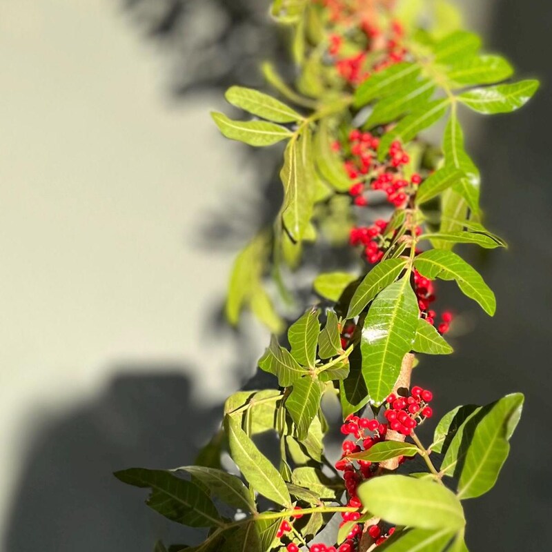 Christmas Berries - Etsy
