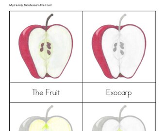 DIGITAL Printable PDF Download to make Montessori Botany Felt | Etsy