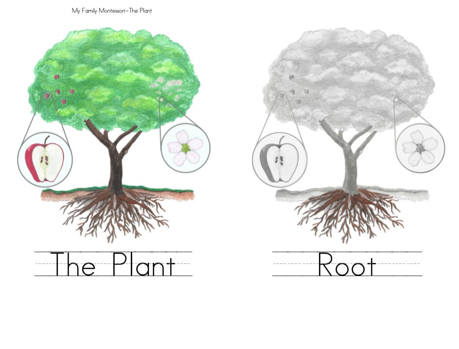 Group Set 2, Lesson Book/chart, Flower, Fruit, Whole Plant, Tree, Apple ...