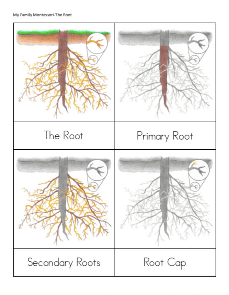Group Set 1, 3-part Cards, Seed, Root, Stem, Leaf, Montessori Botany ...