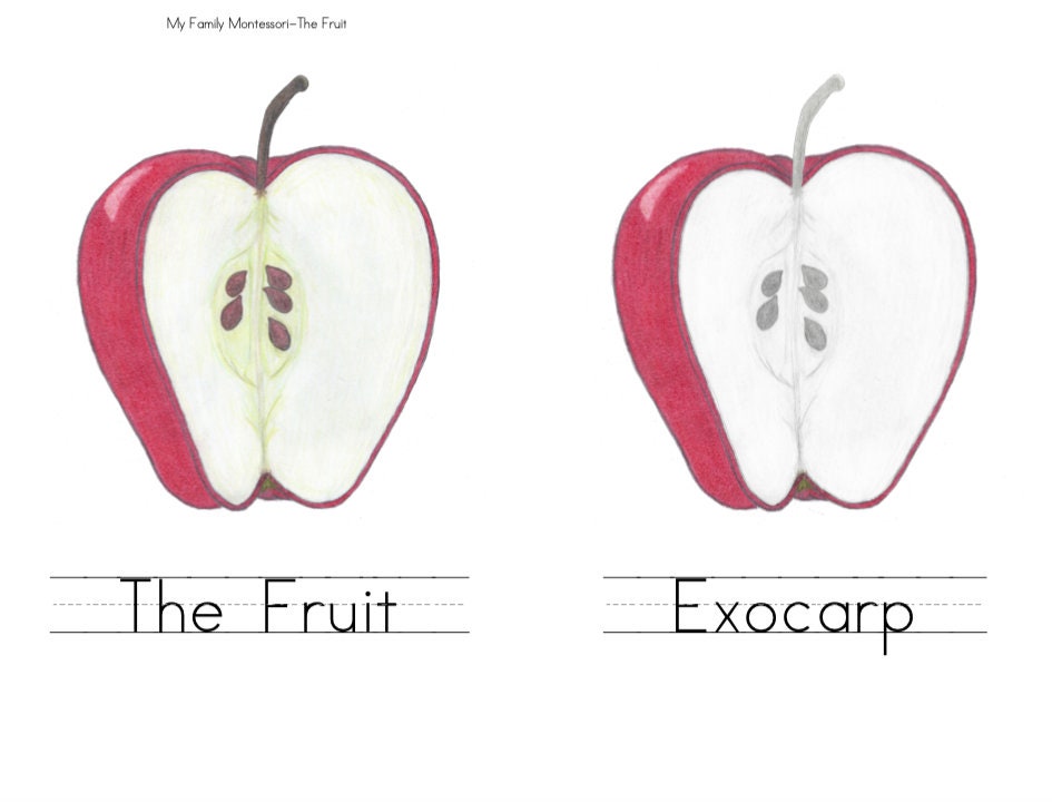 Group Set 2, Lesson Book/chart, Flower, Fruit, Whole Plant, Tree, Apple ...
