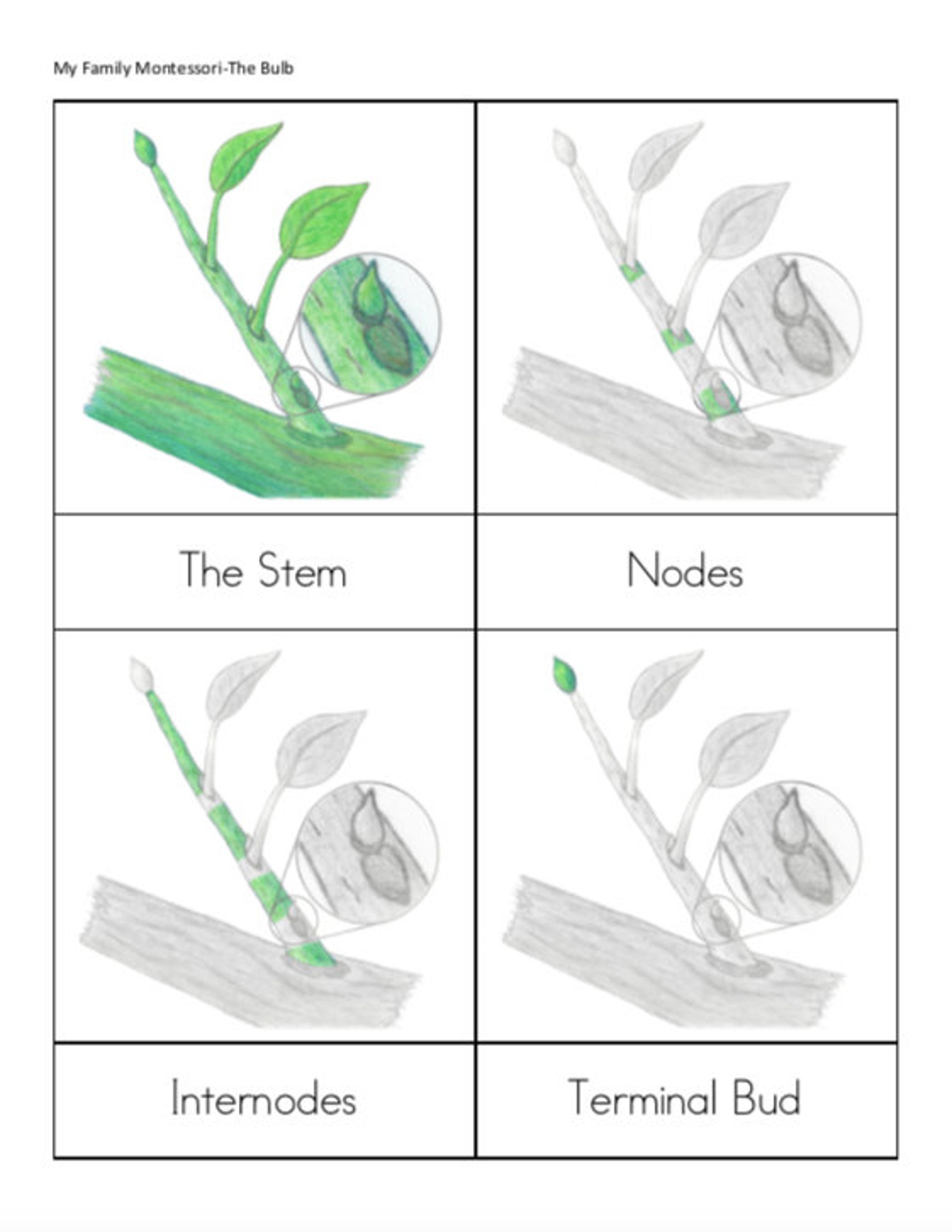 Group Set 1, 3-part Cards, Seed, Root, Stem, Leaf, Montessori Botany ...