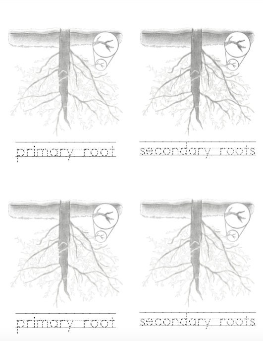 Group Set 1, Workbooks, Seed, Root, Stem, Leaf, Montessori Botany ...