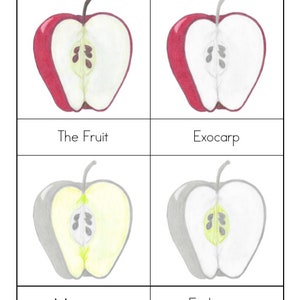 Group Set 2, 3-part Cards, Flower, Fruit, Whole Plant, Tree, Apple ...
