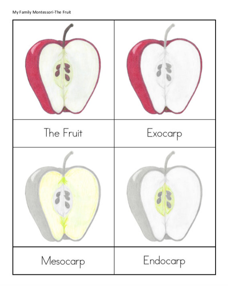 Group Set 2, 3-part Cards, Flower, Fruit, Whole Plant, Tree, Apple ...