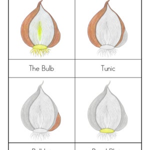 Group Set 2, 3-part Cards, Flower, Fruit, Whole Plant, Tree, Apple ...