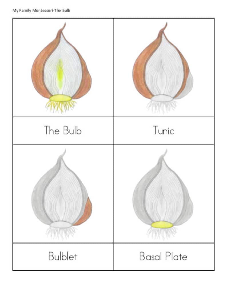 Group Set 2, 3-part Cards, Flower, Fruit, Whole Plant, Tree, Apple ...
