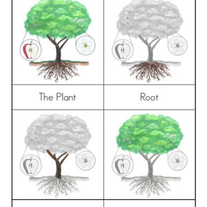 Group Set 2, 3-part Cards, Flower, Fruit, Whole Plant, Tree, Apple ...