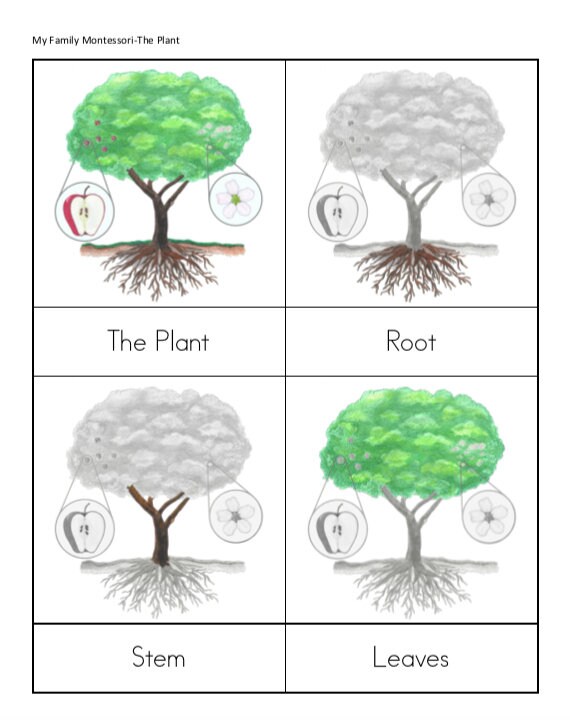 Group Set 2, 3-part Cards, Flower, Fruit, Whole Plant, Tree, Apple ...