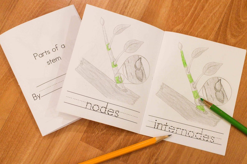 Group Set 1, Workbooks, Seed, Root, Stem, Leaf, Montessori Botany ...