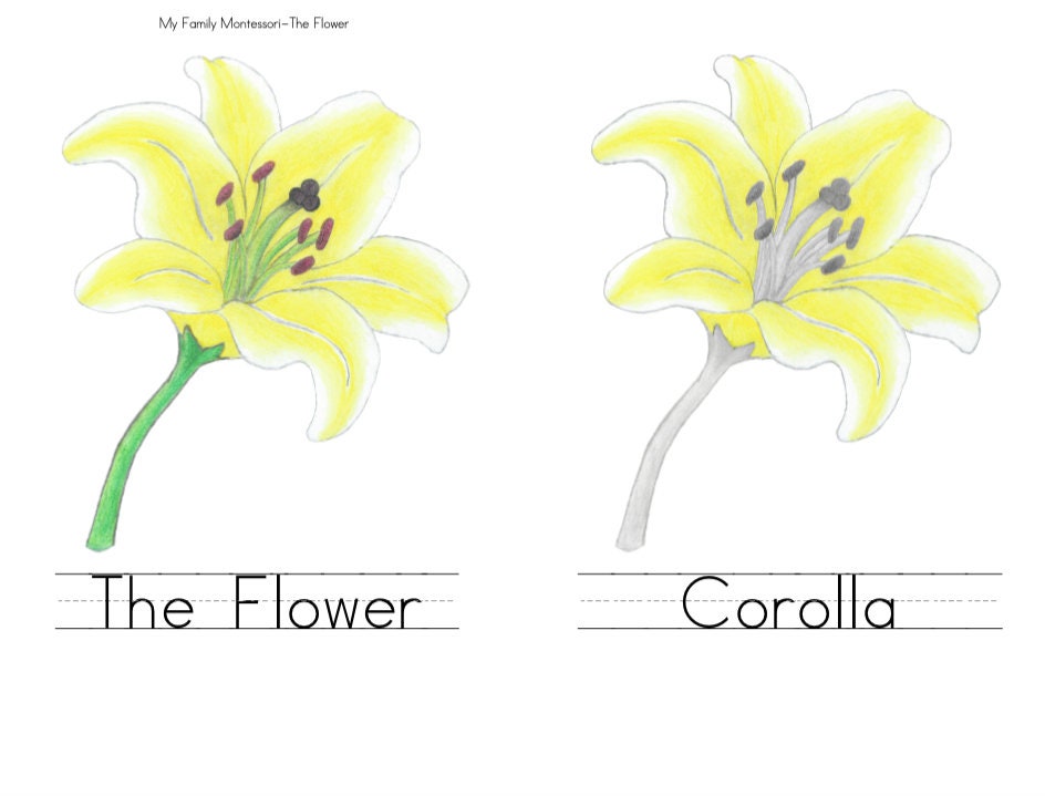 Group Set 2, Lesson Book/chart, Flower, Fruit, Whole Plant, Tree, Apple ...