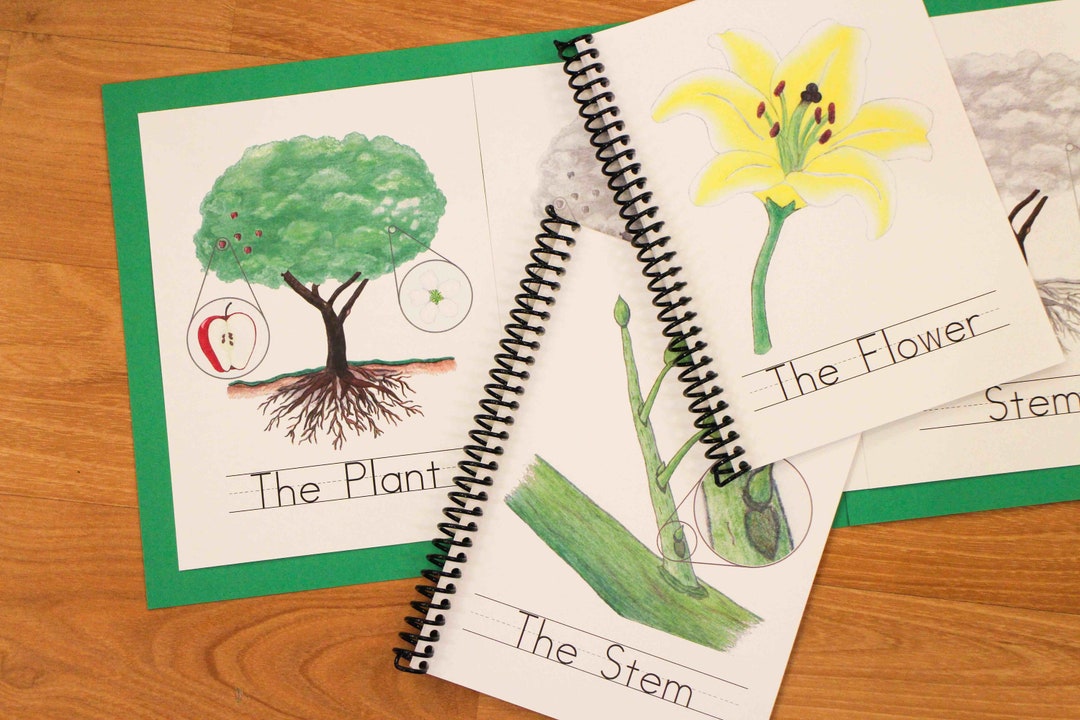 Group Set 1, Lesson Book/chart, Seed, Root, Stem, Leaf, Montessori ...