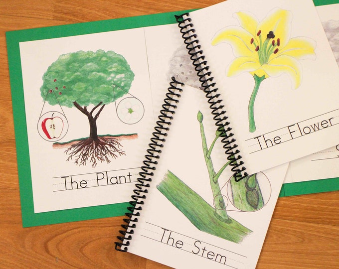 Parts of a Root Nomenclature Book Montessori Botany Printable ...