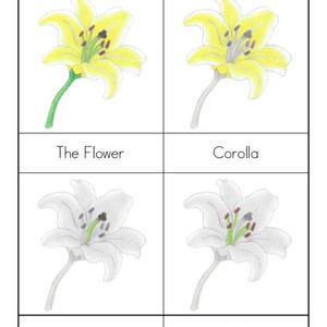 Group Set 2, 3-part Cards, Flower, Fruit, Whole Plant, Tree, Apple ...