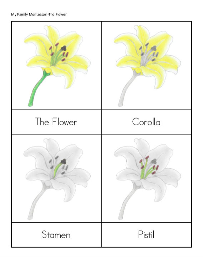 Group Set 2, 3-part Cards, Flower, Fruit, Whole Plant, Tree, Apple ...