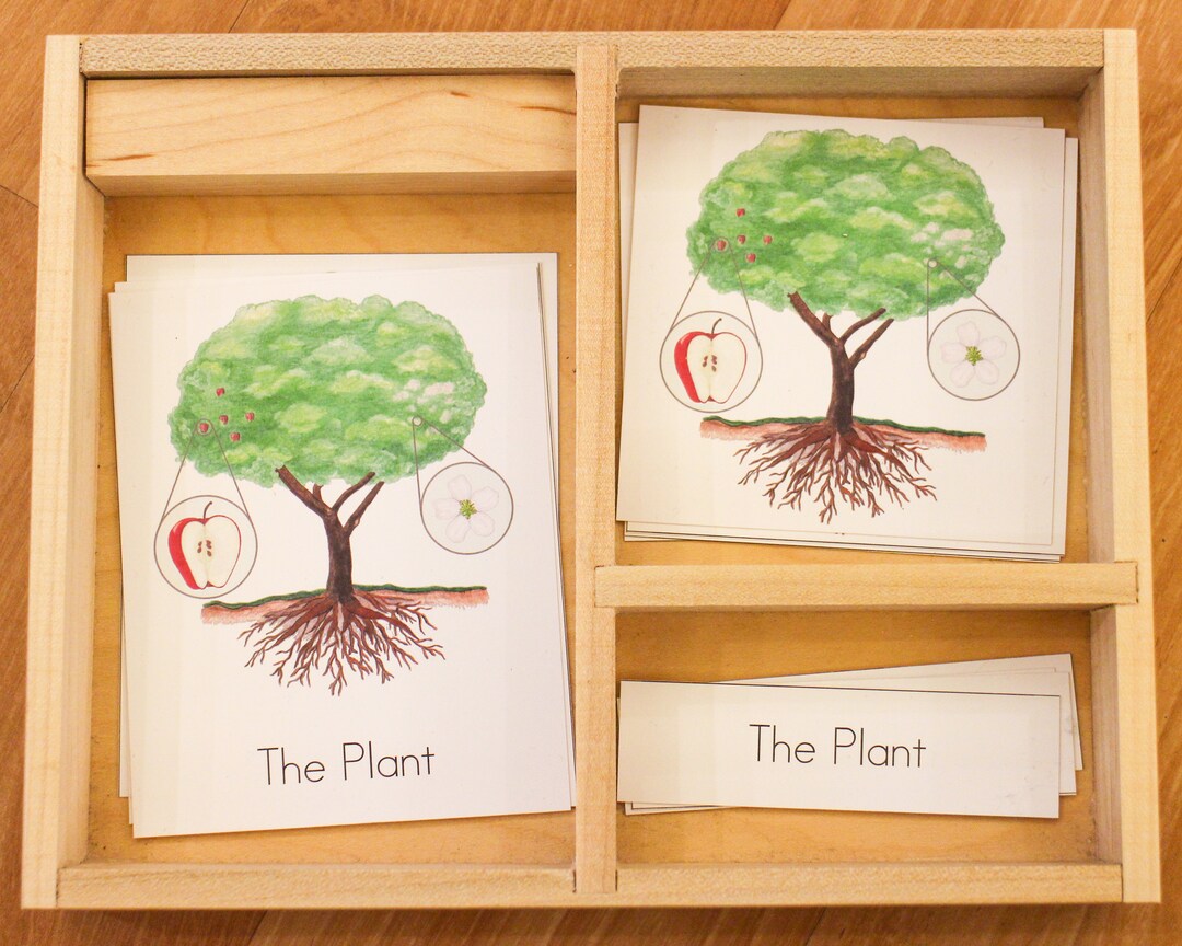 Group Set 2, 3-part Cards, Flower, Fruit, Whole Plant, Tree, Apple ...