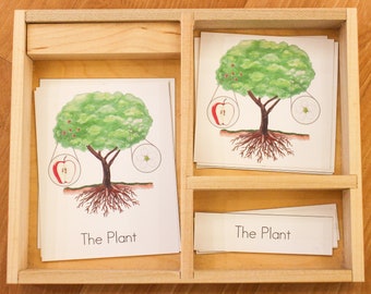 Botany 3 Part Cards - Etsy