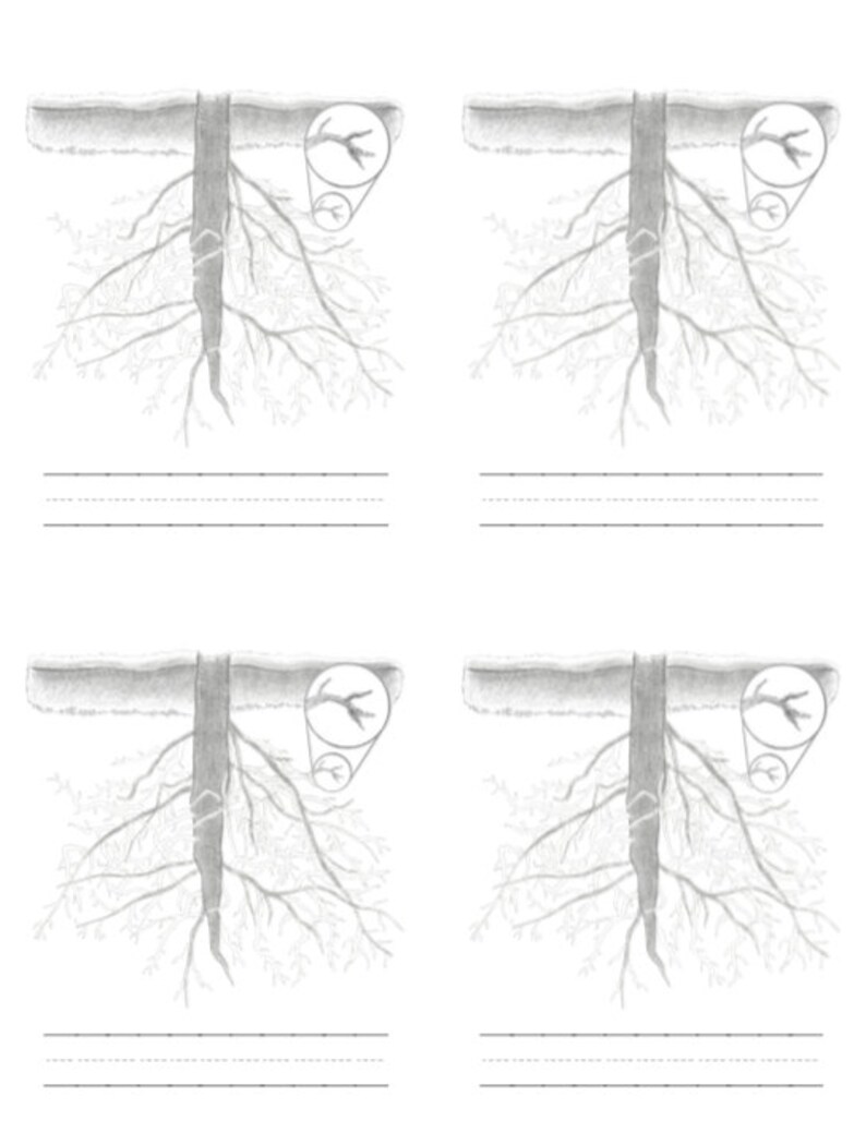 Group Set 1, Workbooks, Seed, Root, Stem, Leaf, Montessori Botany ...