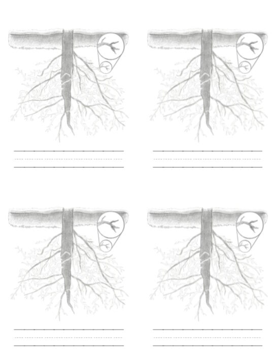 Group Set 1, Workbooks, Seed, Root, Stem, Leaf, Montessori Botany ...