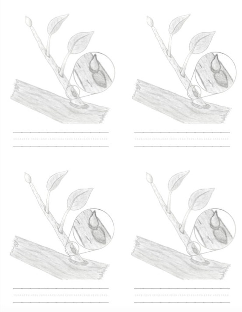Group Set 1, Workbooks, Seed, Root, Stem, Leaf, Montessori Botany ...