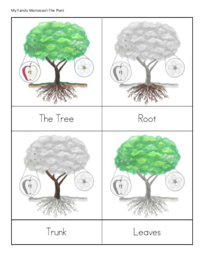 Group Set 2, 3-part Cards, Flower, Fruit, Whole Plant, Tree, Apple ...