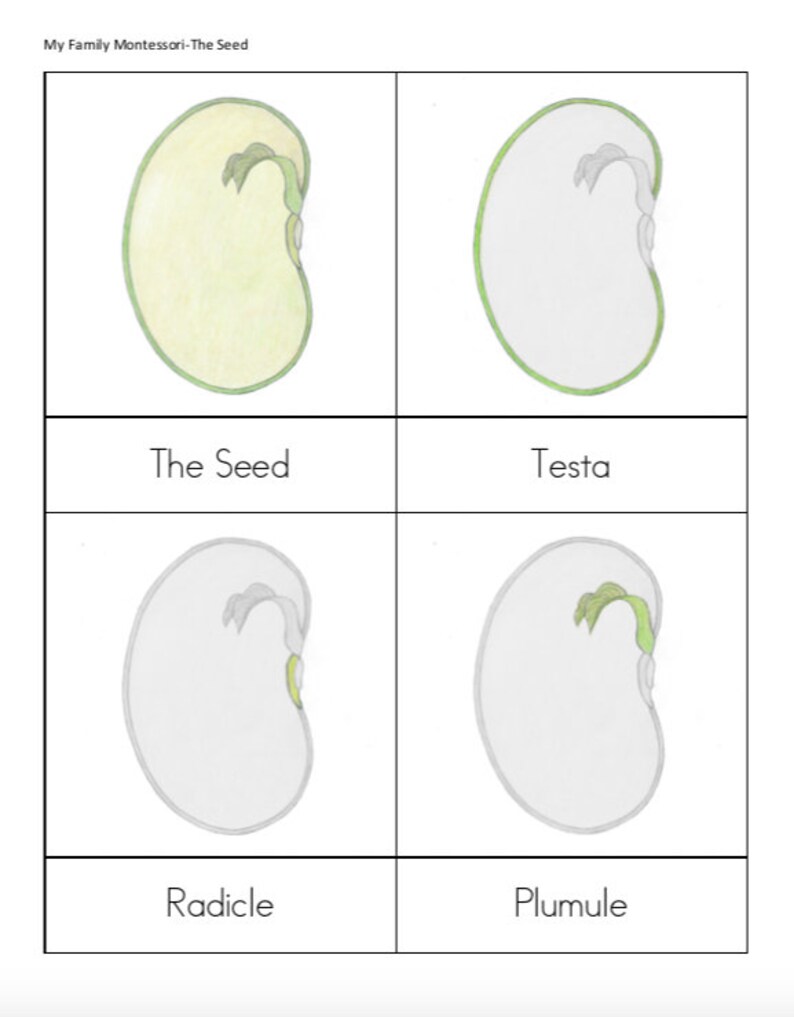 Group Set 1, 3-part Cards, Seed, Root, Stem, Leaf, Montessori Botany ...