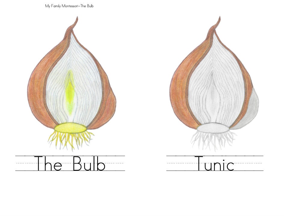 Group Set 2, Lesson Book/chart, Flower, Fruit, Whole Plant, Tree, Apple ...