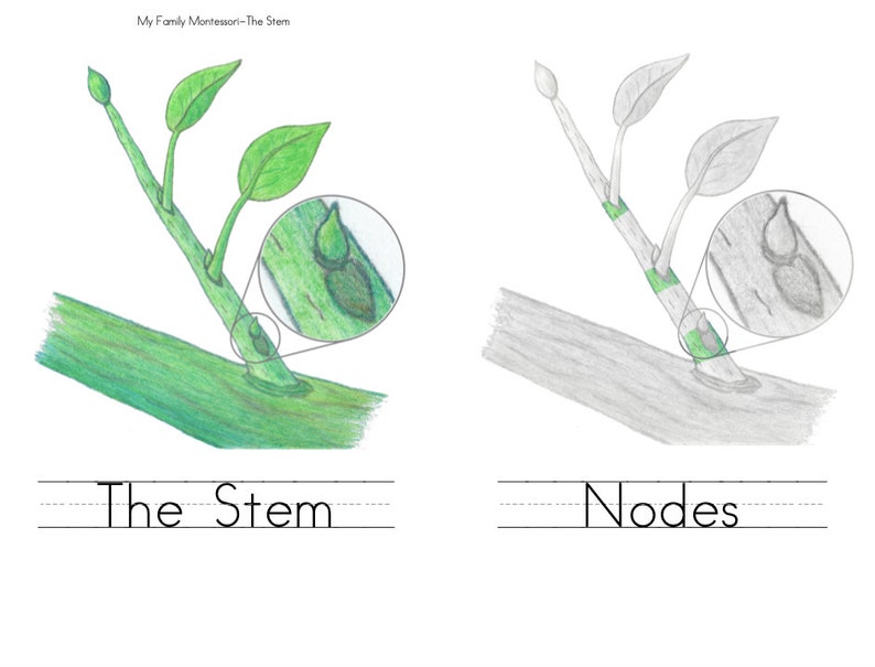 Group Set 1, Lesson Book/chart, Seed, Root, Stem, Leaf, Montessori ...