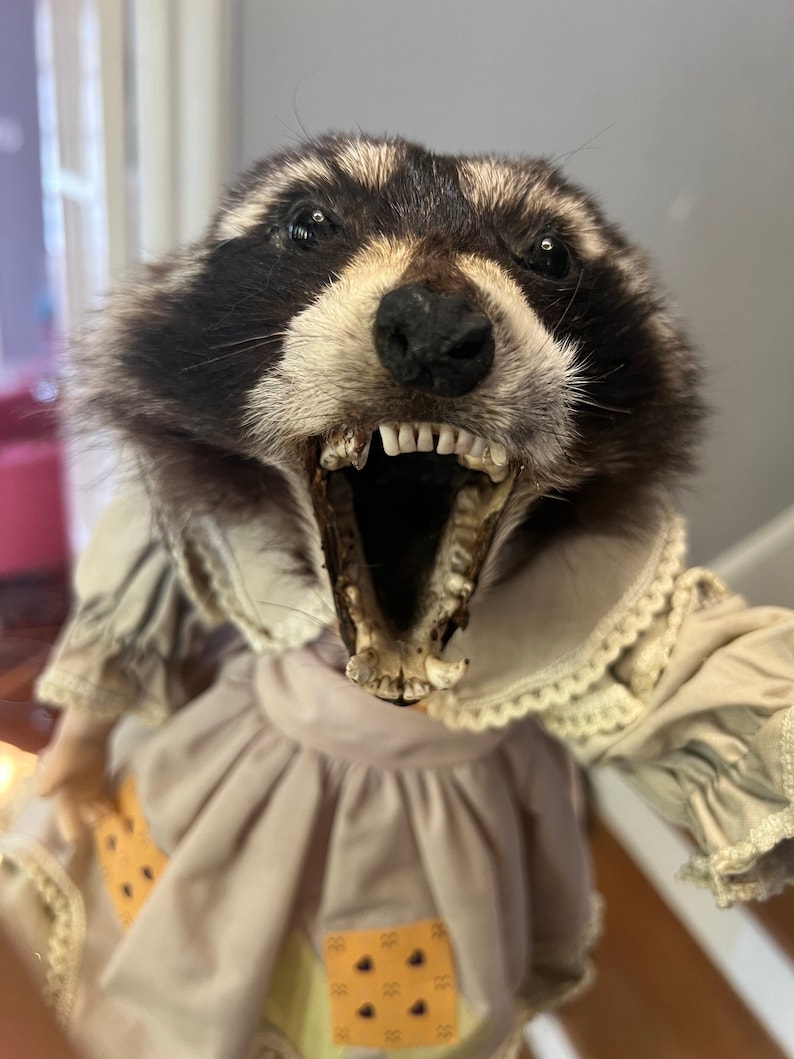 Taxidermy Angry Little Raccoon Baby Trash Panda Doll - Etsy