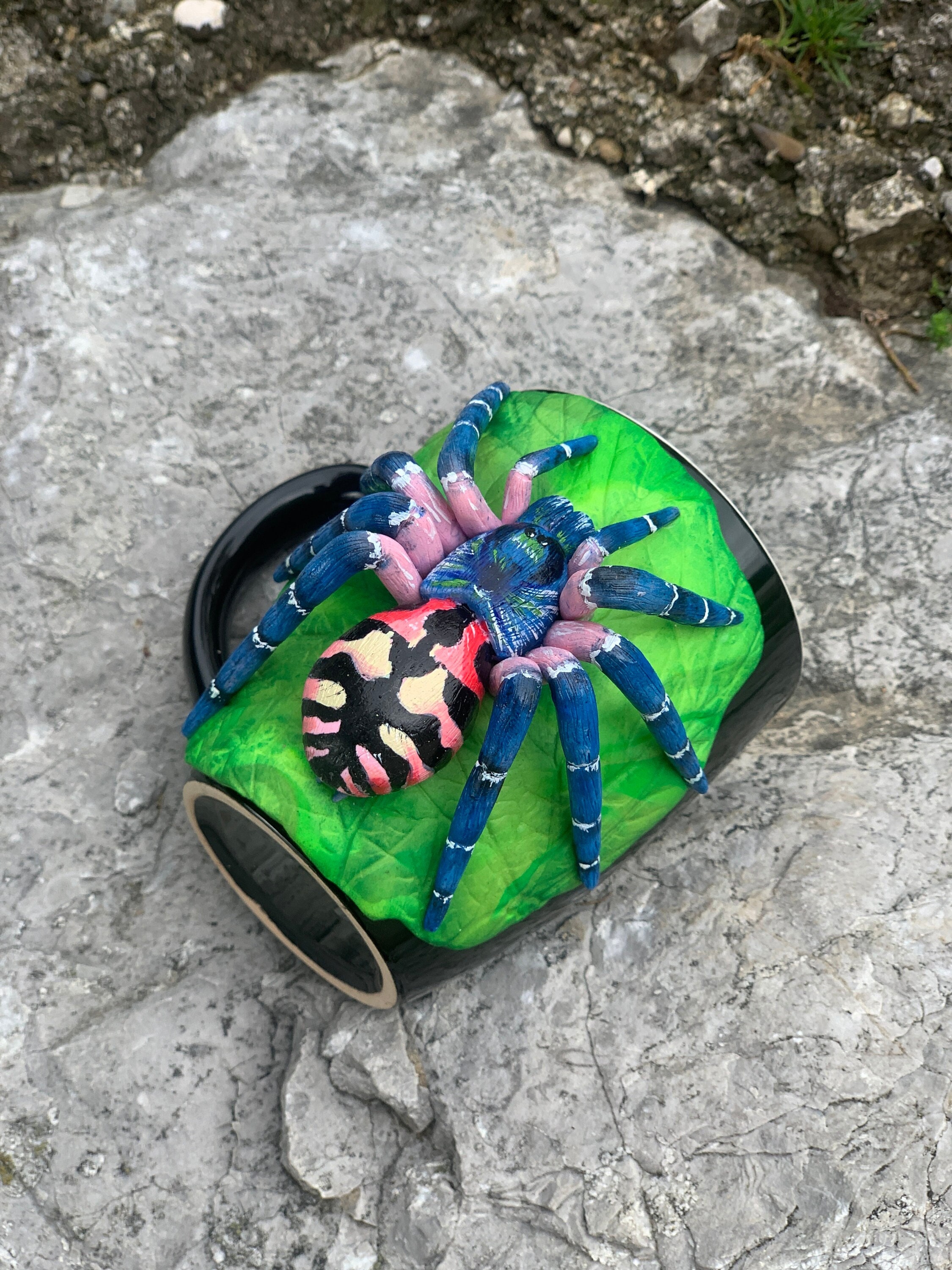 Typhochlaena Seladonia, Typhochlaena Mug, Tarantula Spider, Arachnids ...