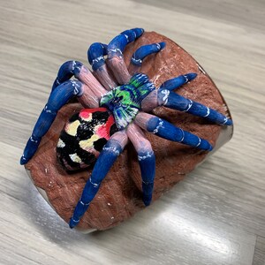 Typhochlaena Seladonia, Typhochlaena Mug, Tarantula Spider, Arachnids ...