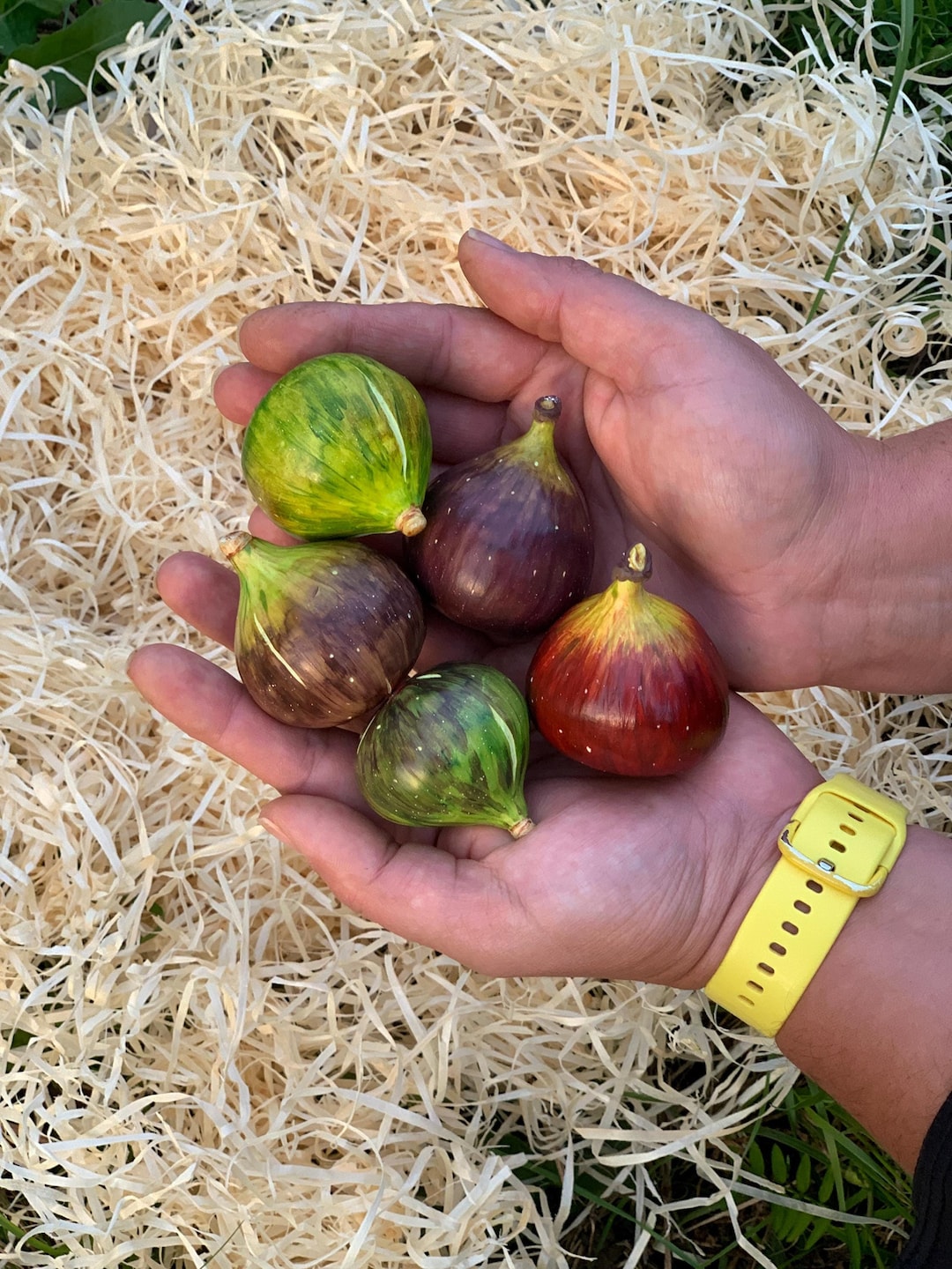 Real Size Fig, Polymer Clay Fig, Realistic Fig - Etsy