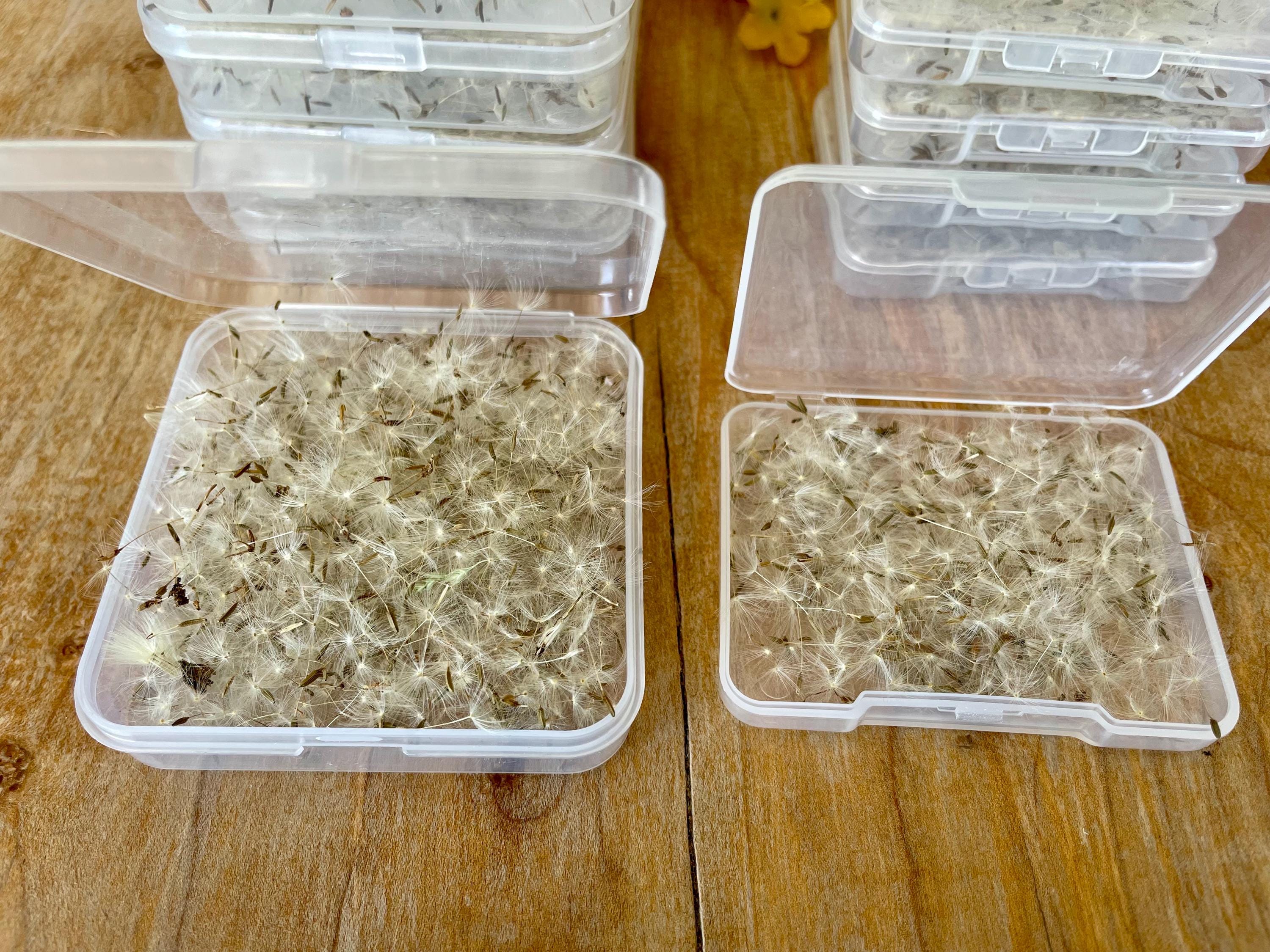 Dandelion Fluff Seeds Bulk, Tiny Dried Flowers for Resin, Make a Wish ...