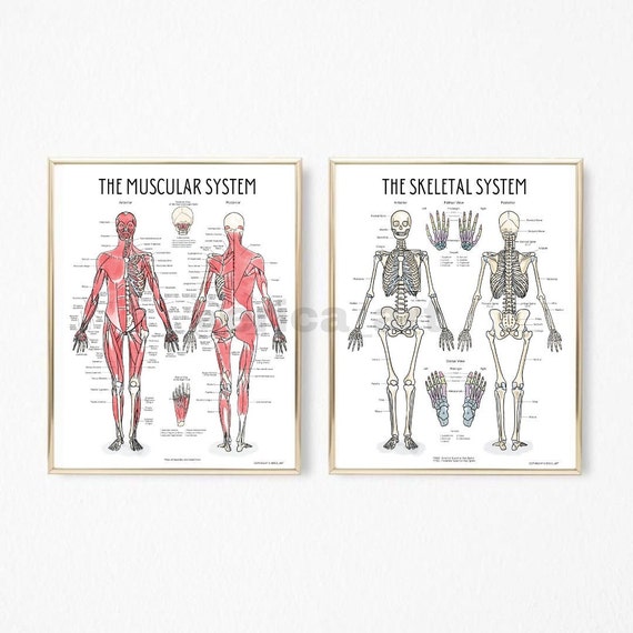 Muscular & Skeletal System Poster English Chiropractic Art - Etsy Canada