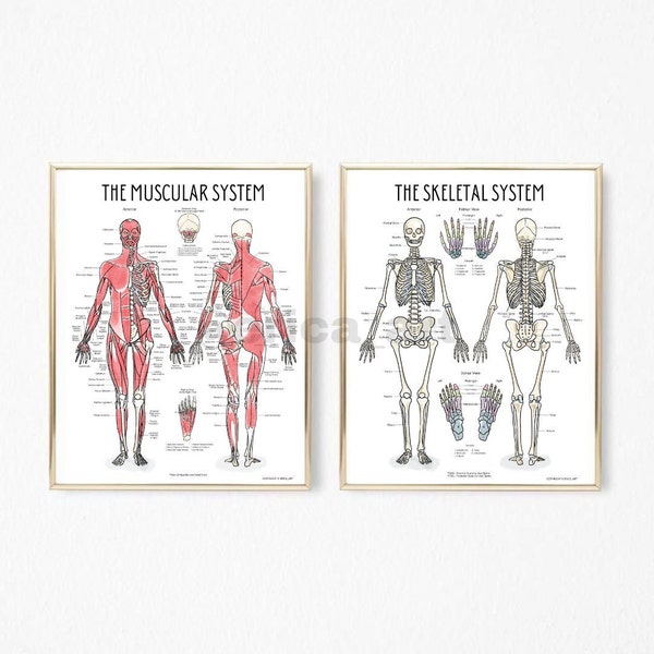 Muscular System Poster - Etsy
