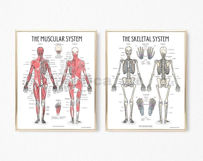 Muscular & Skeletal System Poster English Chiropractic Art Anatomy Art ...