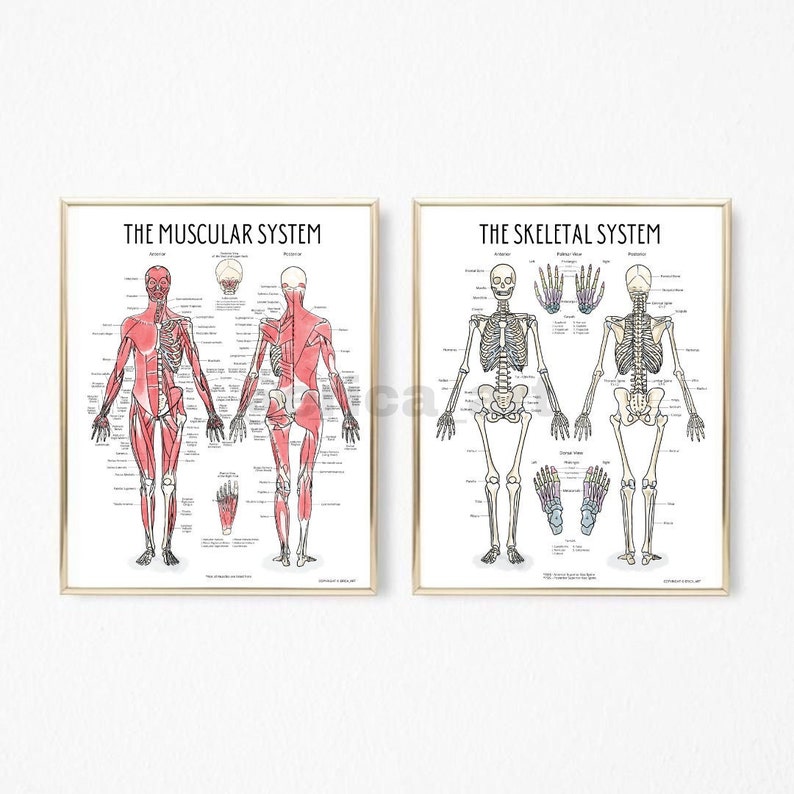 Muscular & Skeletal System Poster English Chiropractic Art Anatomy Art ...