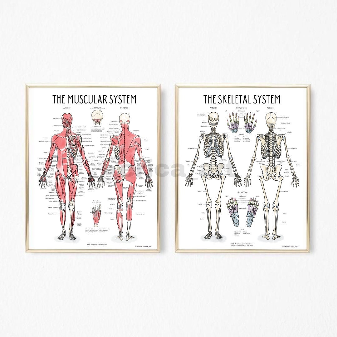 Muscular & Skeletal System Poster English Chiropractic Art Anatomy Art ...