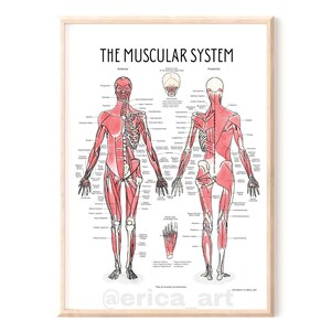 Muscular & Skeletal System Poster English Chiropractic Art Anatomy Art ...