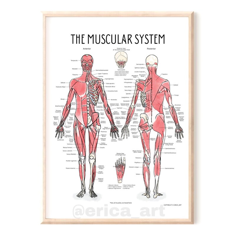 Muscular & Skeletal System Poster English Chiropractic Art Anatomy Art ...