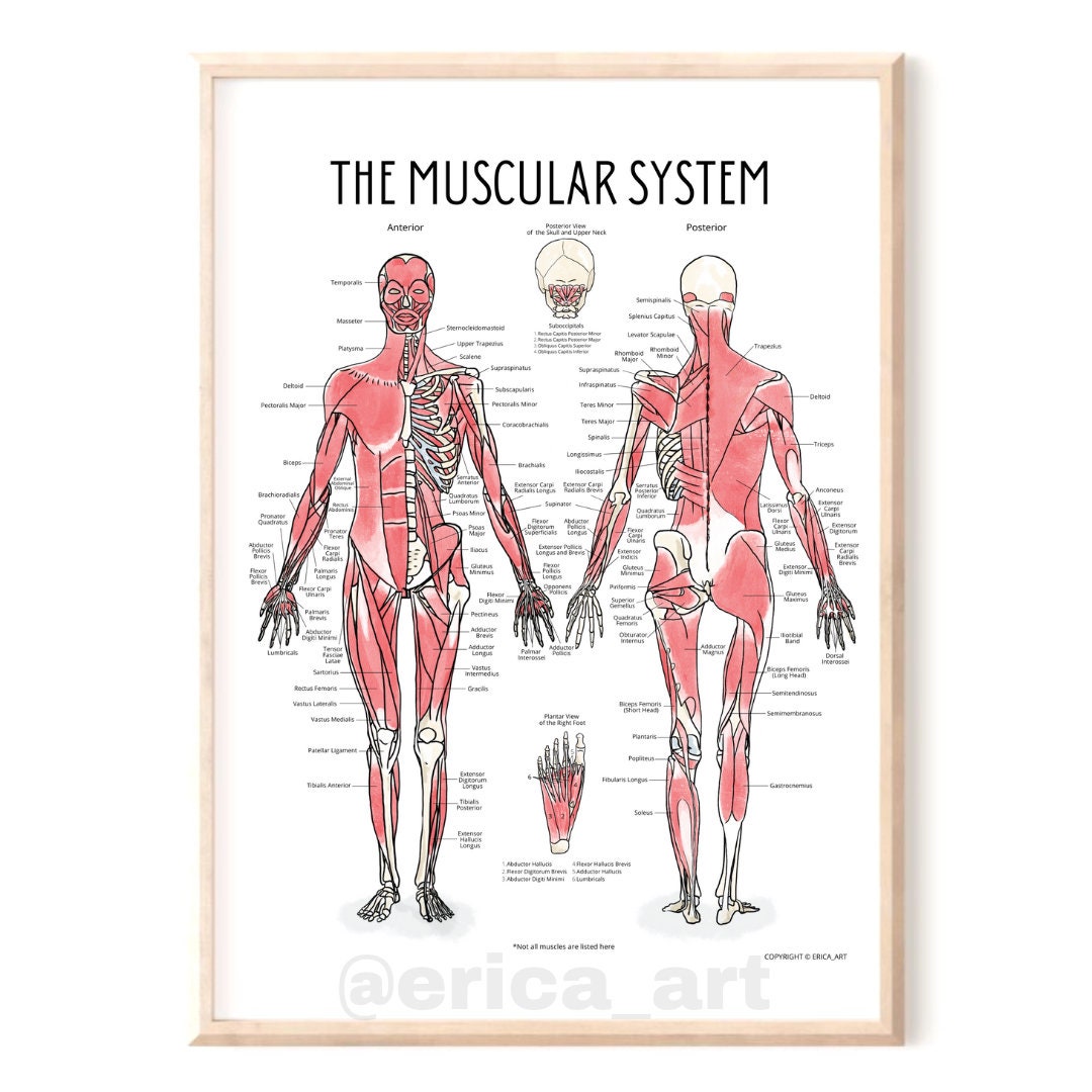 Muscular & Skeletal System Poster English Chiropractic Art Anatomy Art ...