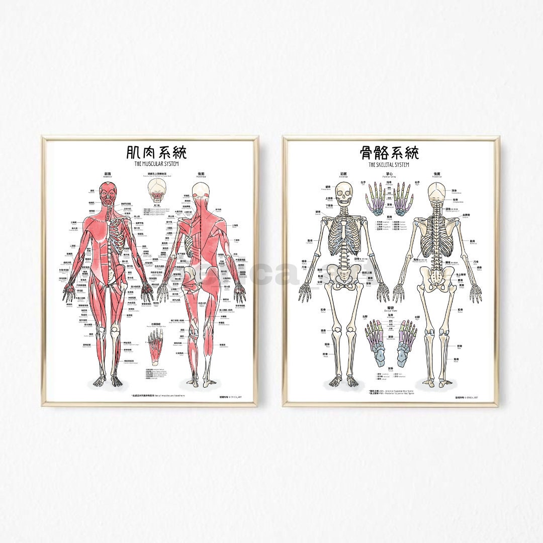 Muscular & Skeletal System Poster Chinese and English - Etsy