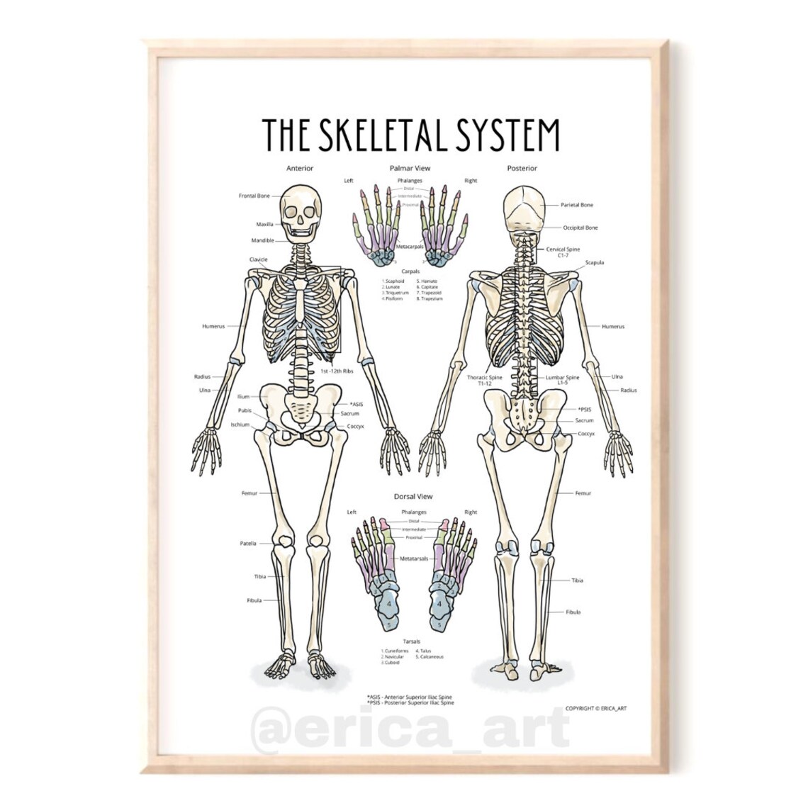 Muscular & Skeletal System Poster English Chiropractic Art Anatomy Art ...