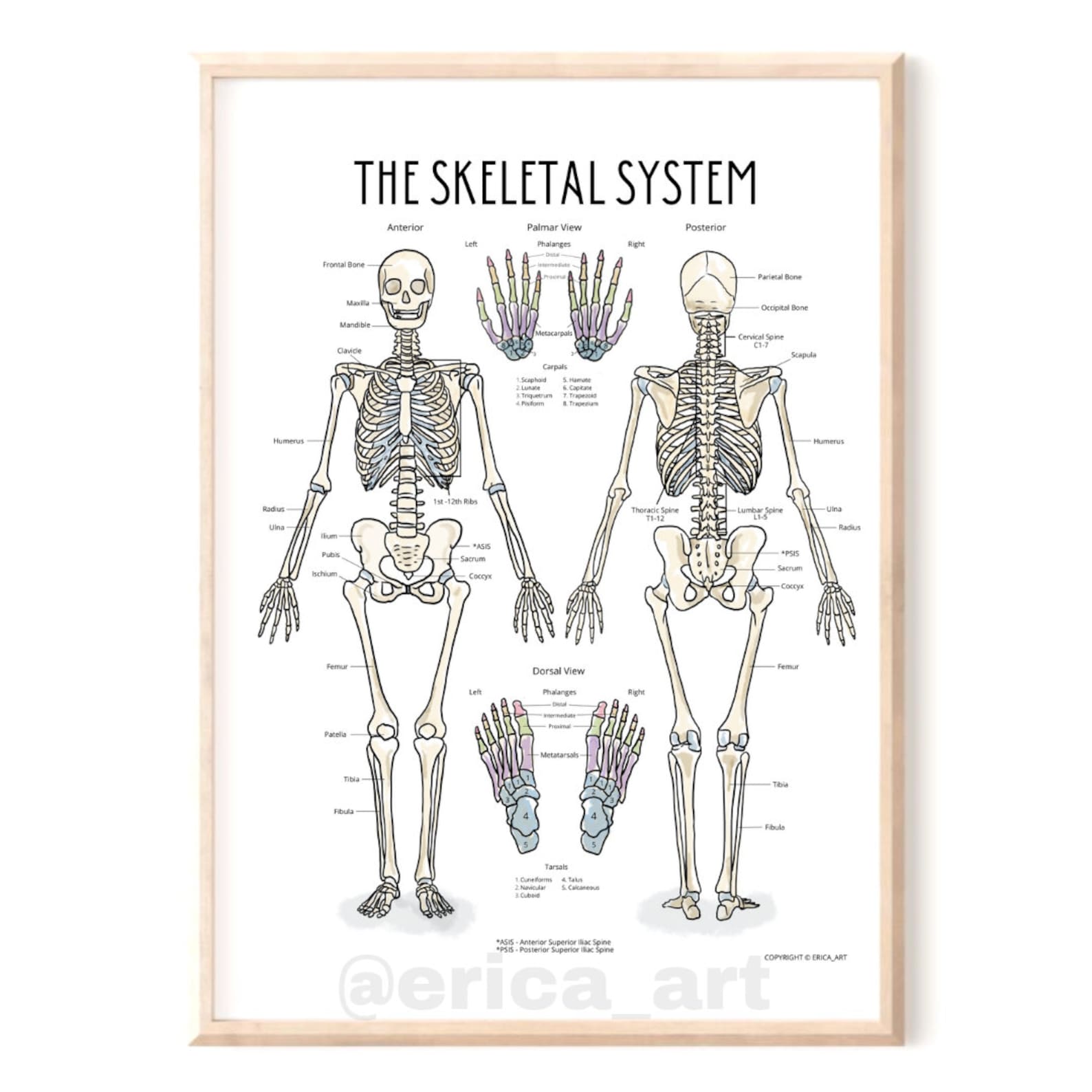 Muscular & Skeletal System Poster English Chiropractic Art Anatomy Art ...