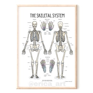 Muscular & Skeletal System Poster English Chiropractic Art Anatomy Art ...