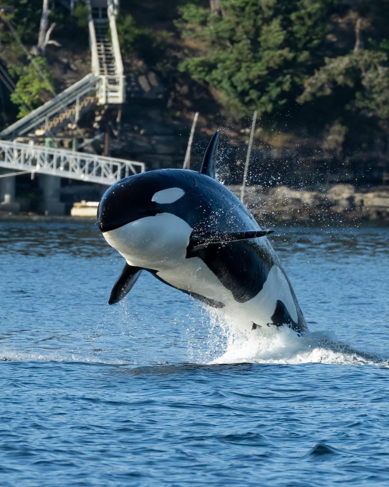 Killer Whale Breach Digital Download Wildlife Ocean Photography Orca ...